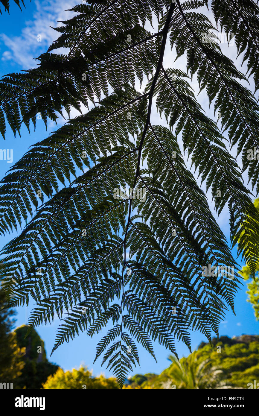 Fern silver hi-res stock photography and images - Alamy