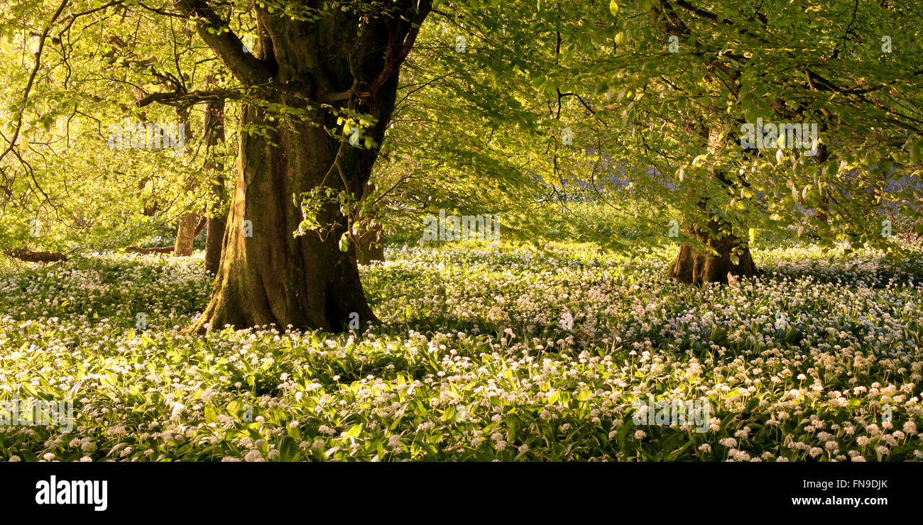 Carpet of wild garlic at sunrise, Minterne Magna, Dorset, England ...