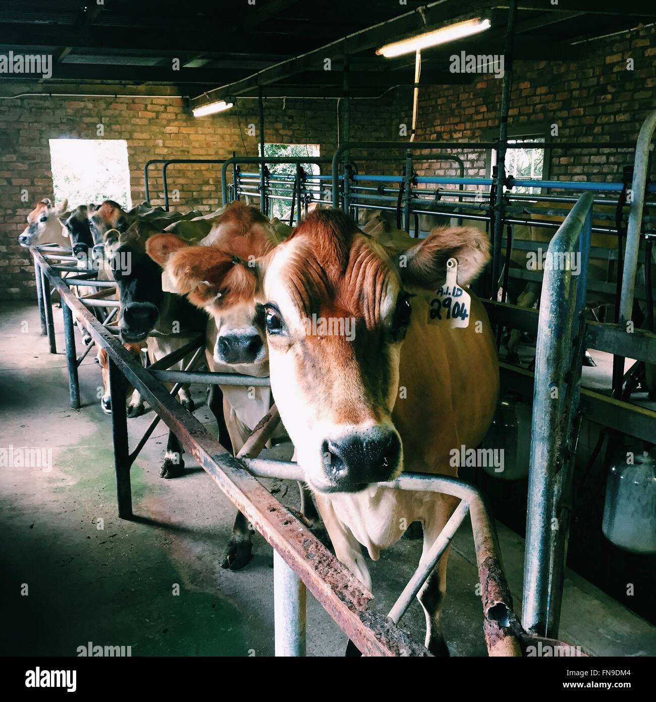 Milked hi-res stock photography and images - Alamy