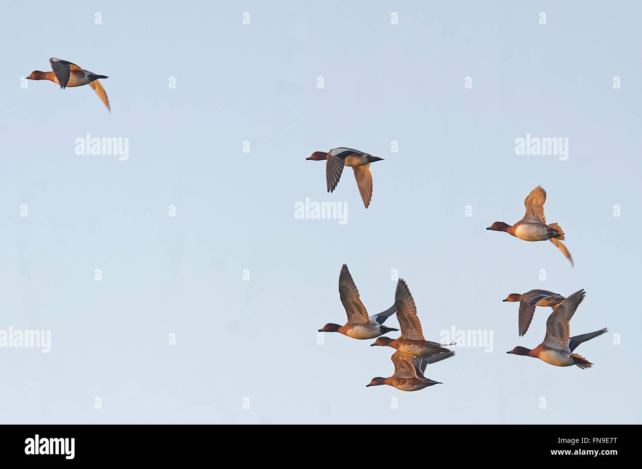Flock Of Ducks Flying