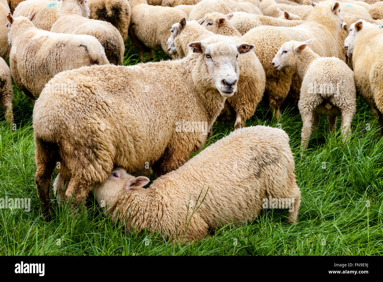 New zealand lamb farming hi-res stock photography and images - Alamy