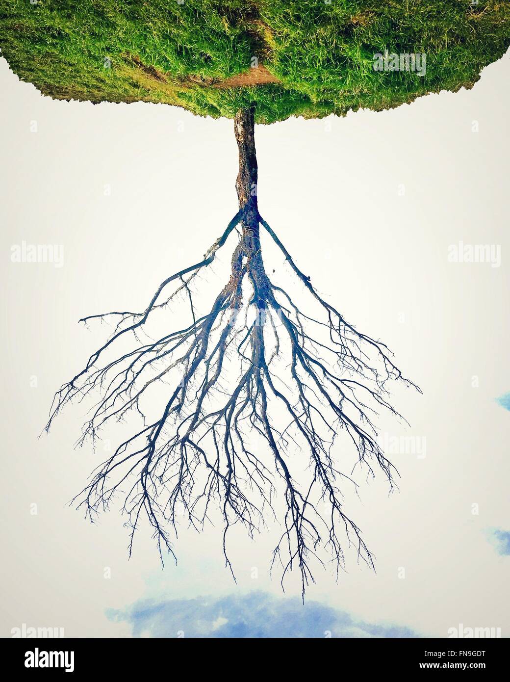 Upside down tree hi-res stock photography and images - Alamy