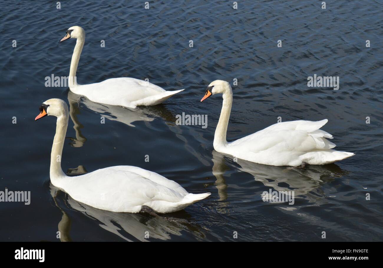 Three swans swimming on the Serpentine Lake, Hyde Park, London UK, on a ...