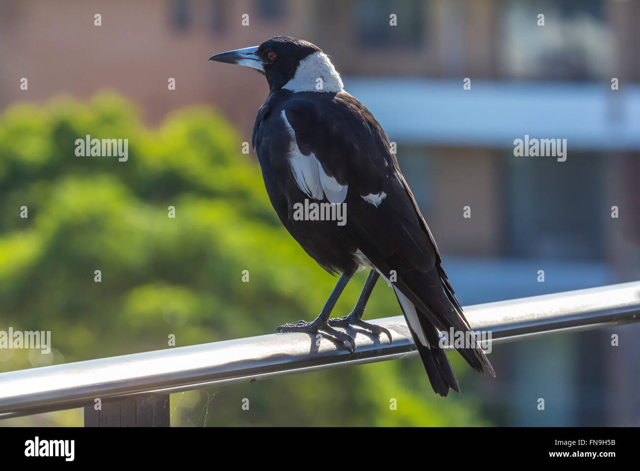 Australian Magpie (Gymnorhina tibicen Stock Photo - Alamy