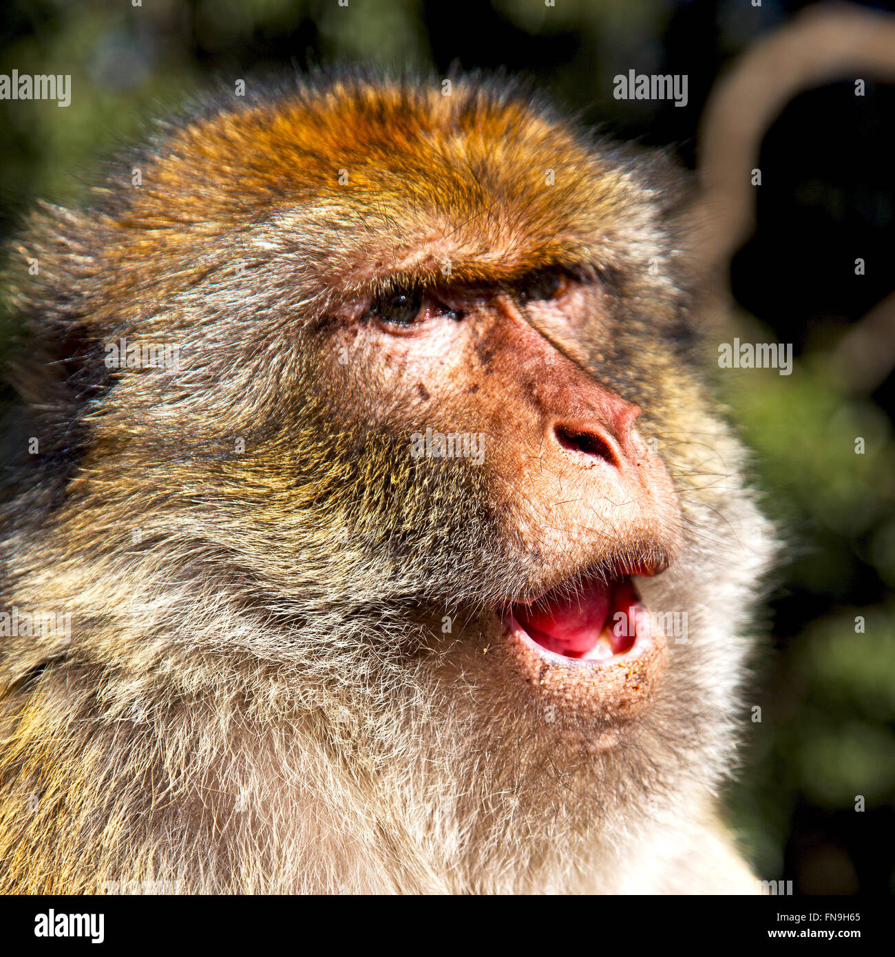 old monkey in africa morocco and natural background fauna close up ...