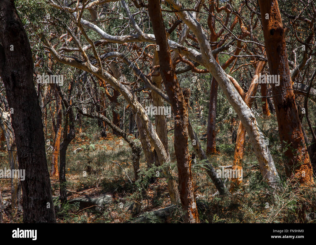 Red gumtree forest Stock Photo - Alamy