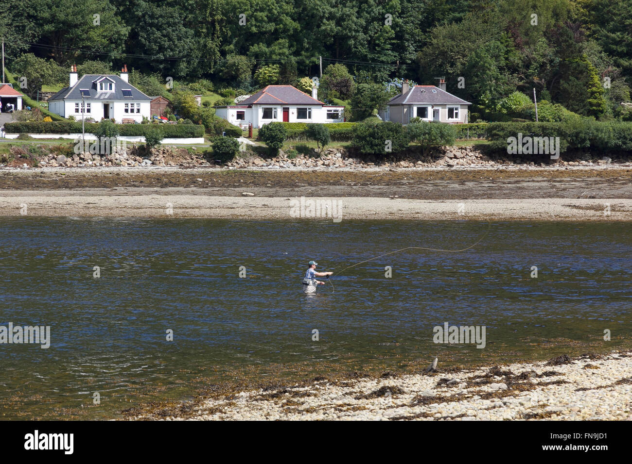 A fly fisherman fishing, probably for sea trout, in the small sea loch ...