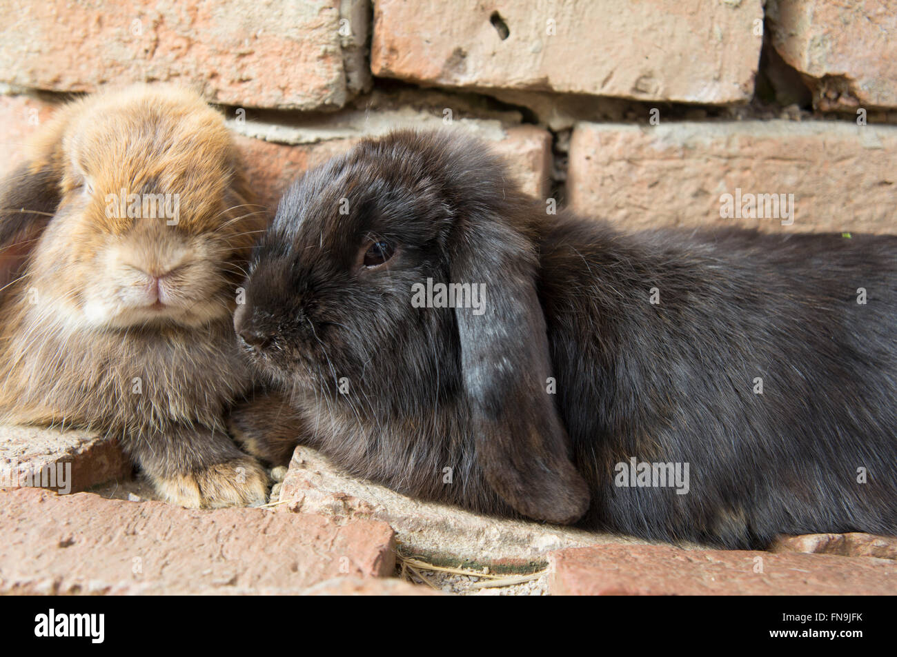 rabbit lay down on ground Stock Photo - Alamy