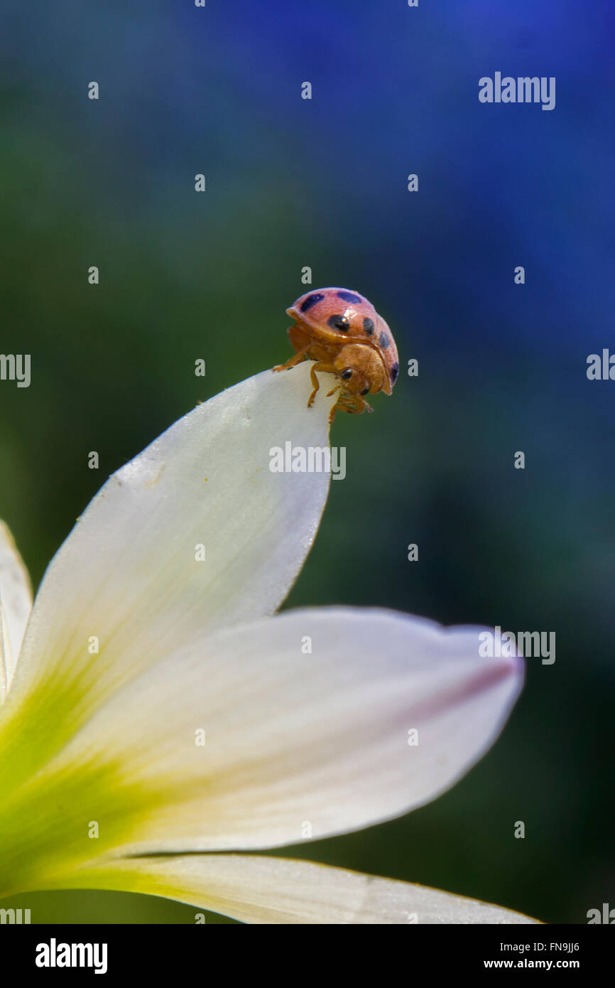 Bug on a bug hi-res stock photography and images - Alamy