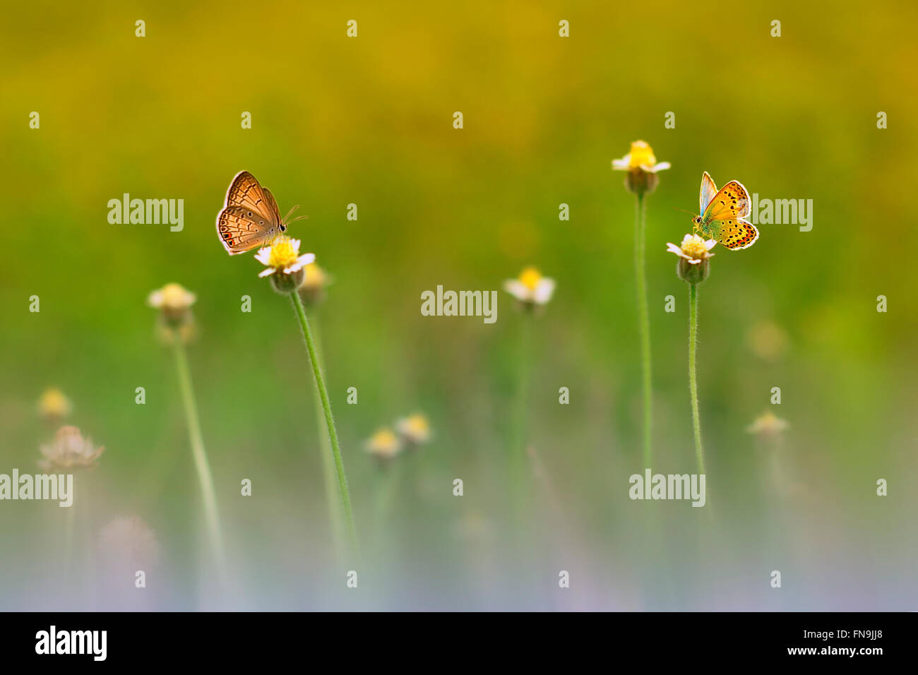 Field Of Butterflies