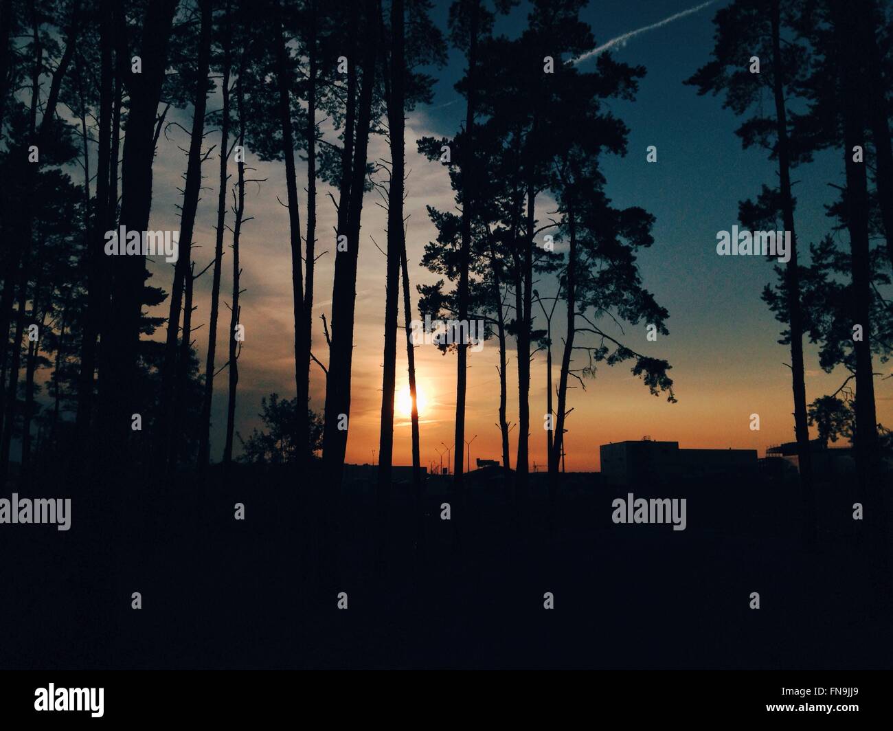 Sunset through trees Stock Photo - Alamy