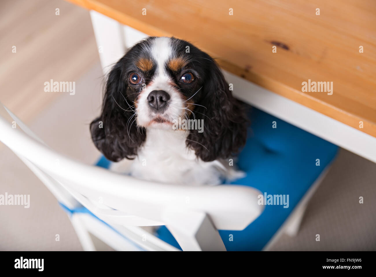 Dog sitting on chair hi-res stock photography and images - Alamy