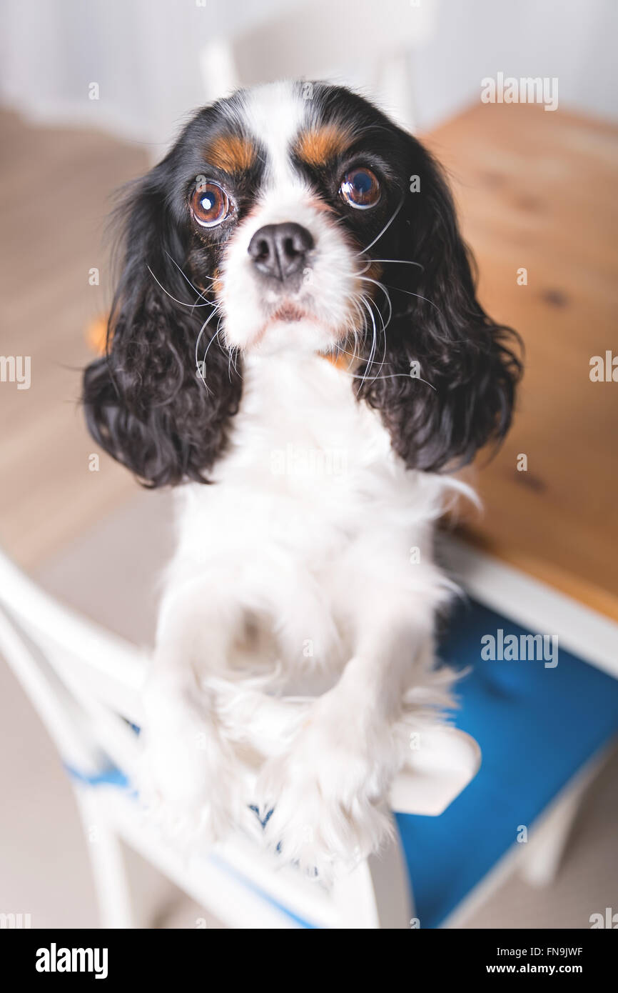 Portrait of cute hi-res stock photography and images - Alamy