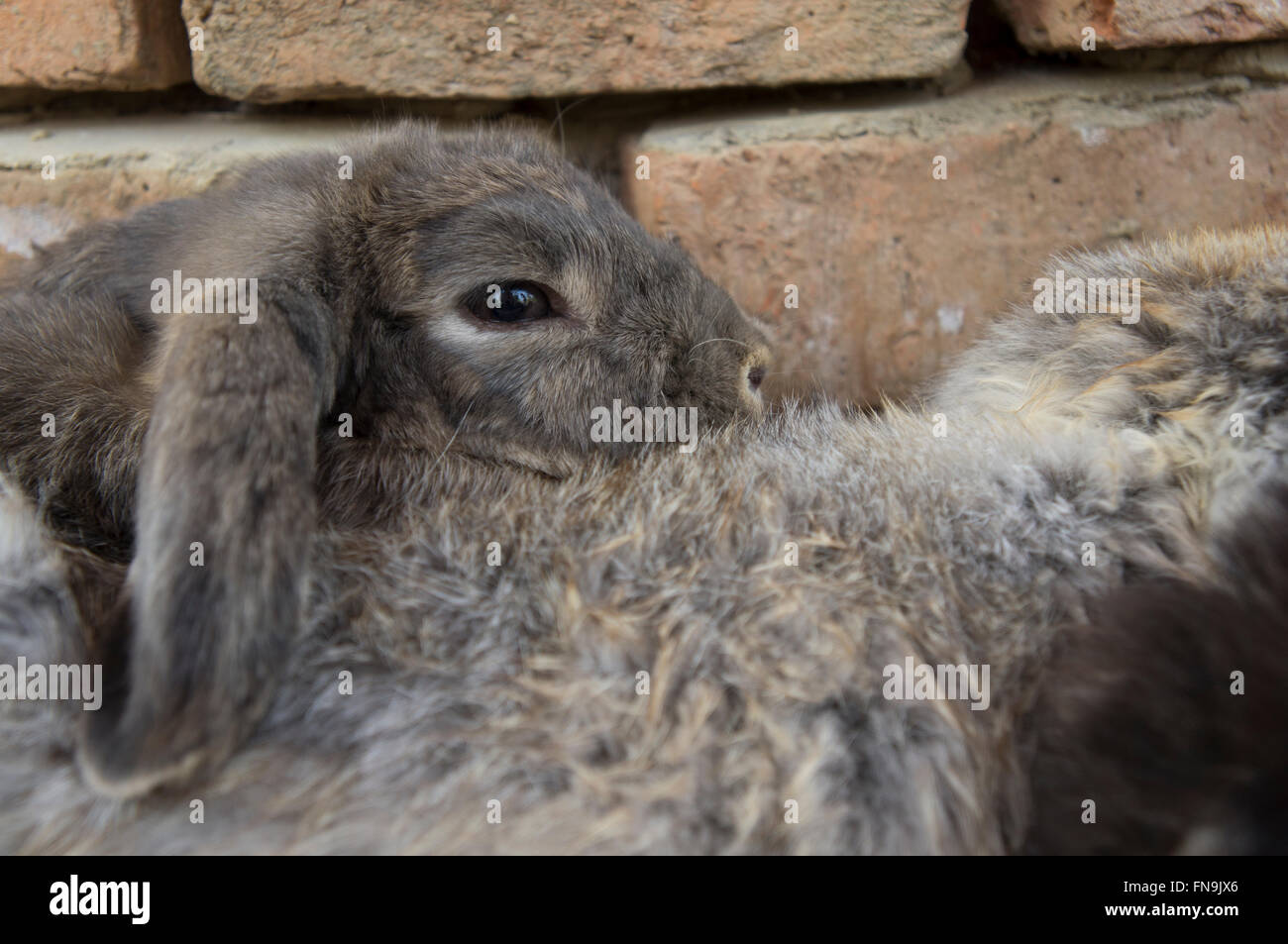 rabbit lay down on ground Stock Photo - Alamy