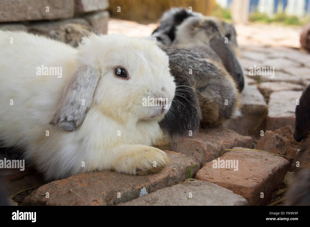 rabbit lay down on ground Stock Photo - Alamy