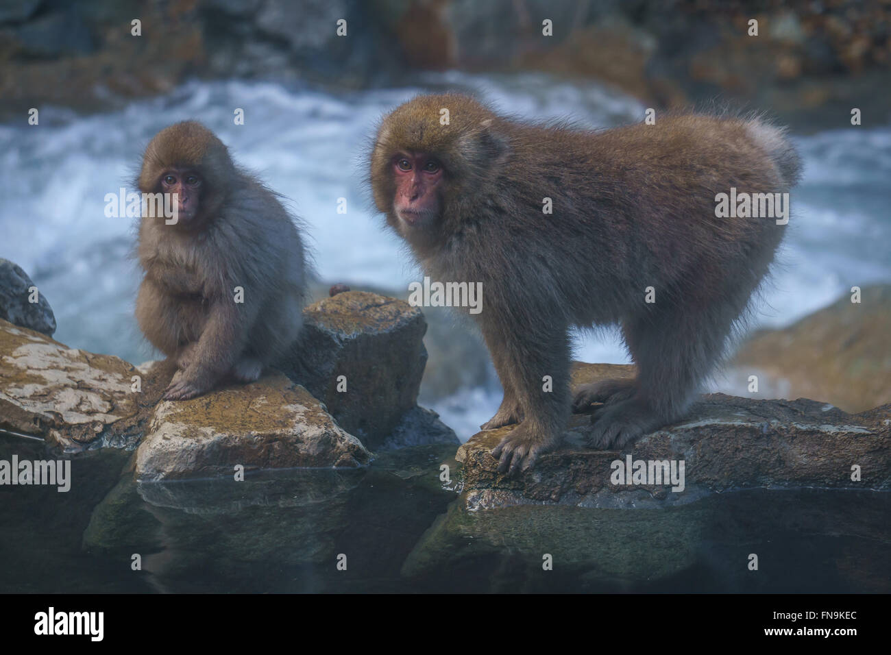 Japanese macaques hi-res stock photography and images - Alamy