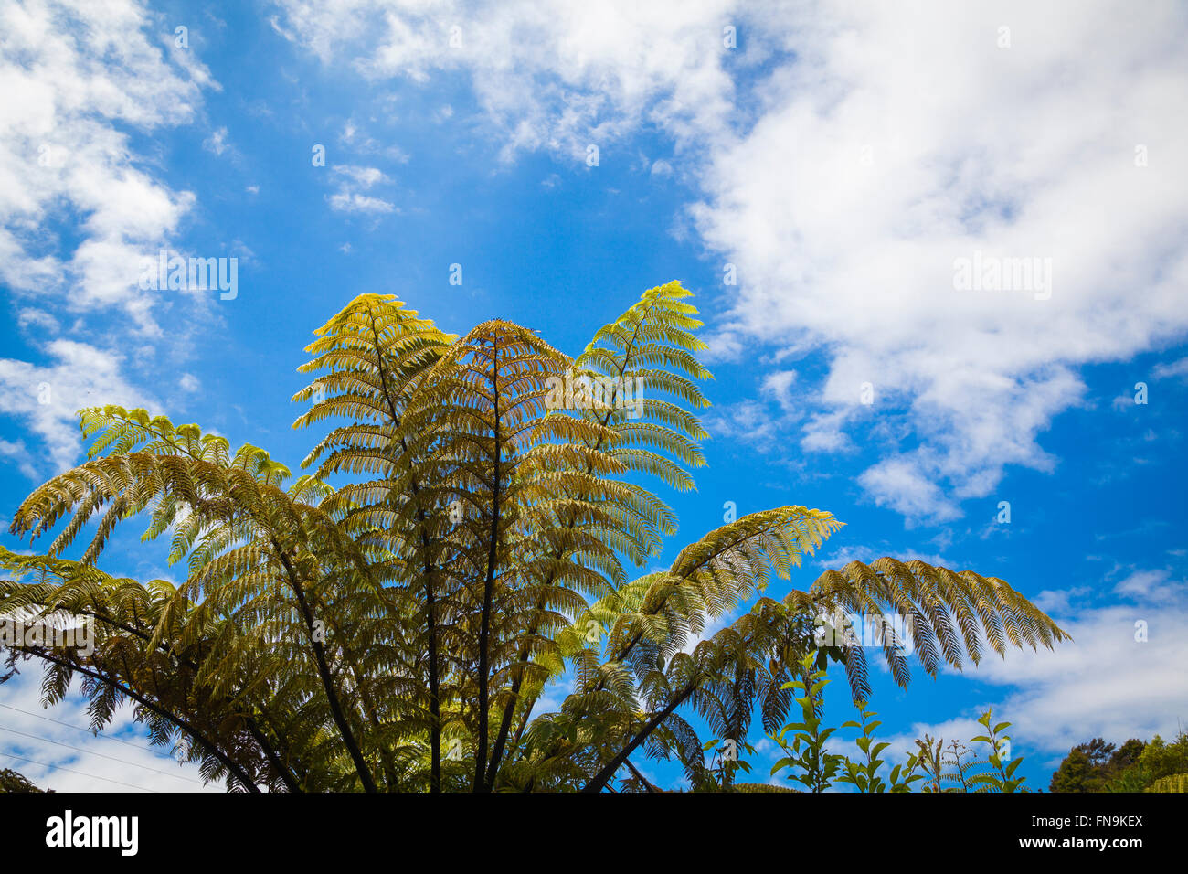 Silver Leaf New Zealand High Resolution Stock Photography and Images ...