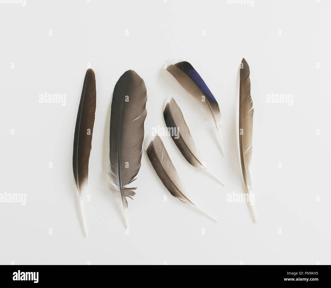 Collection of feathers hi-res stock photography and images - Alamy