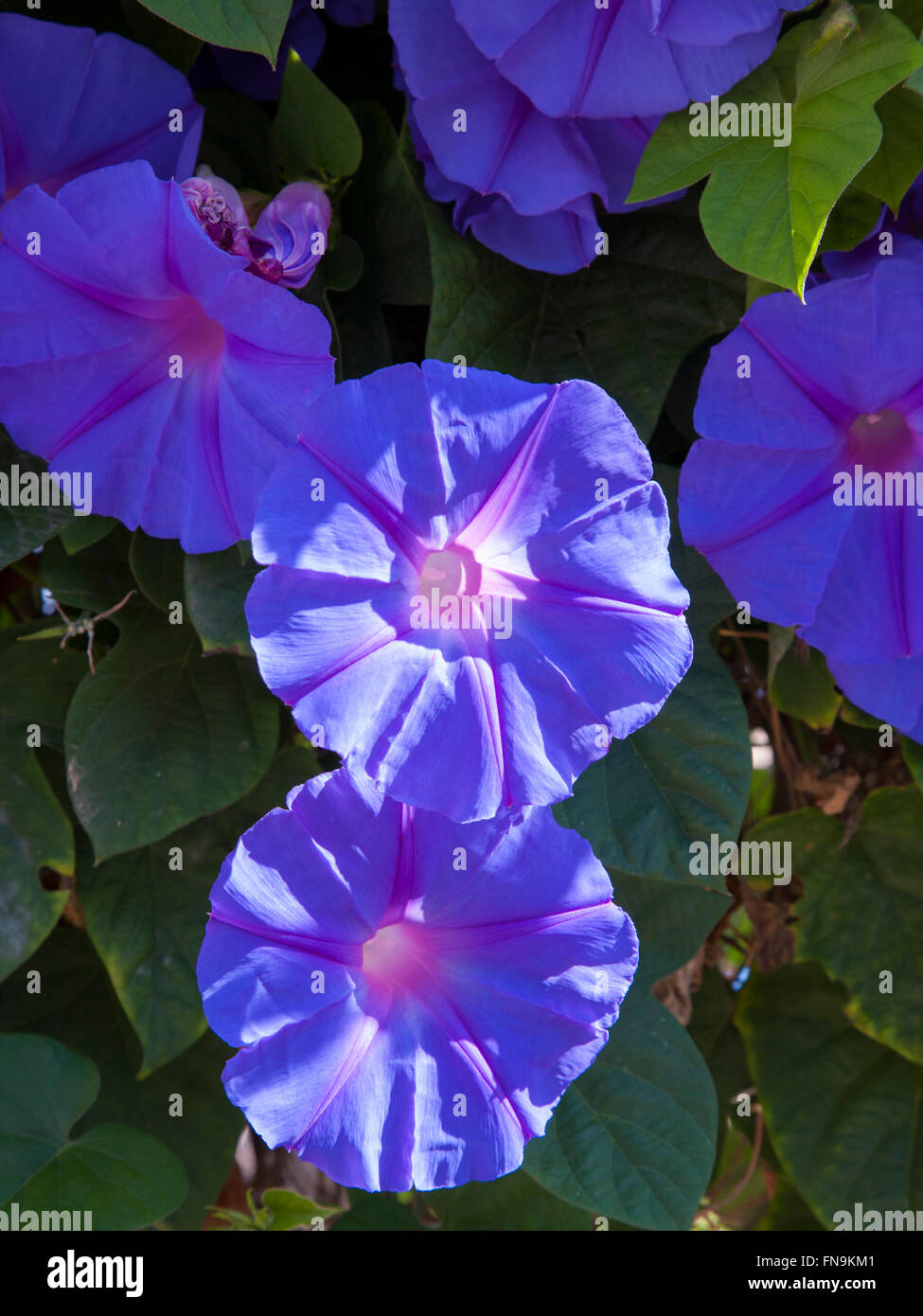 Lindos, Rhodes, South Aegean, Greece. Flowers of morning glory (Ipomoea ...
