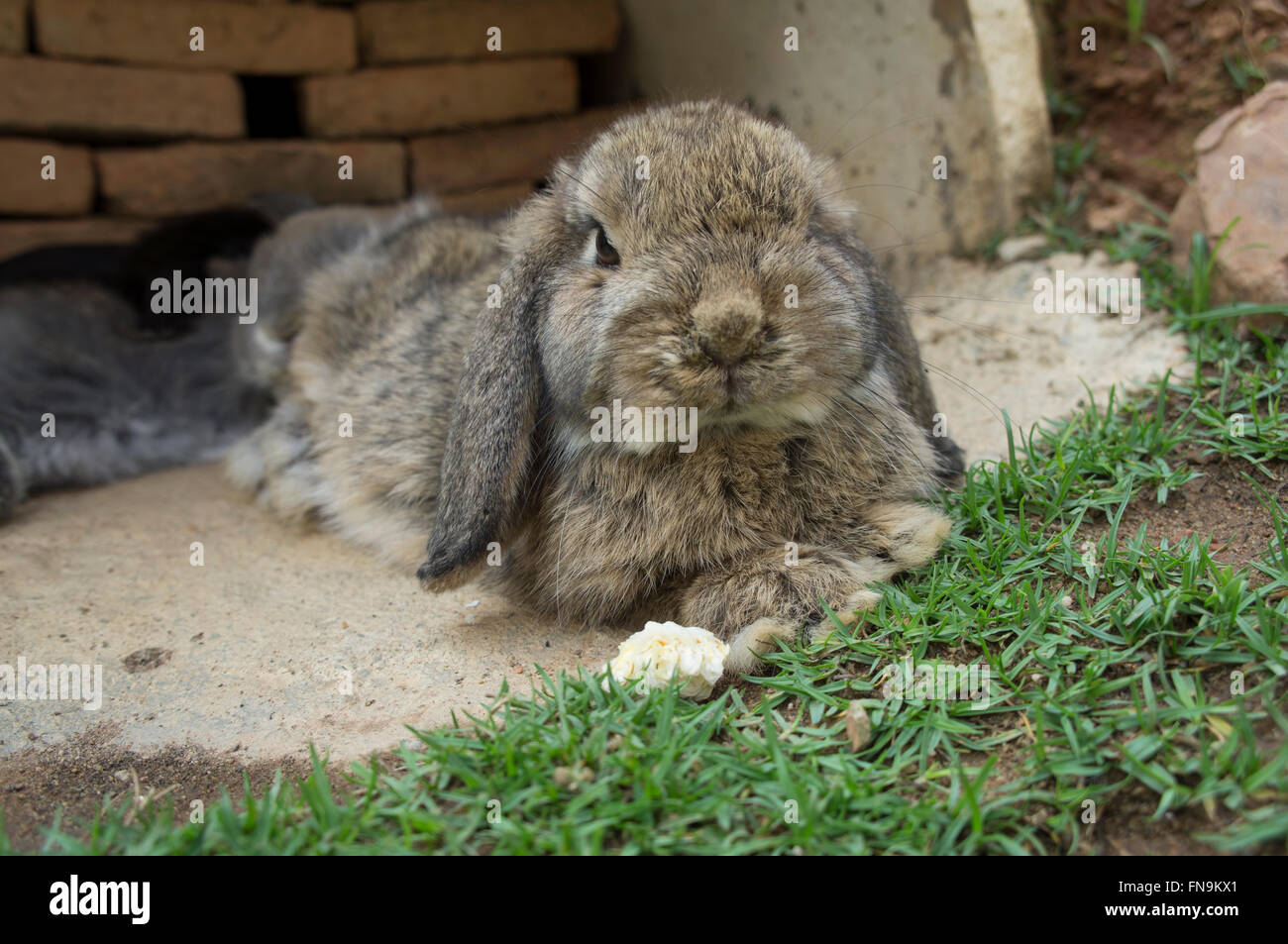 rabbit lay down on ground Stock Photo - Alamy