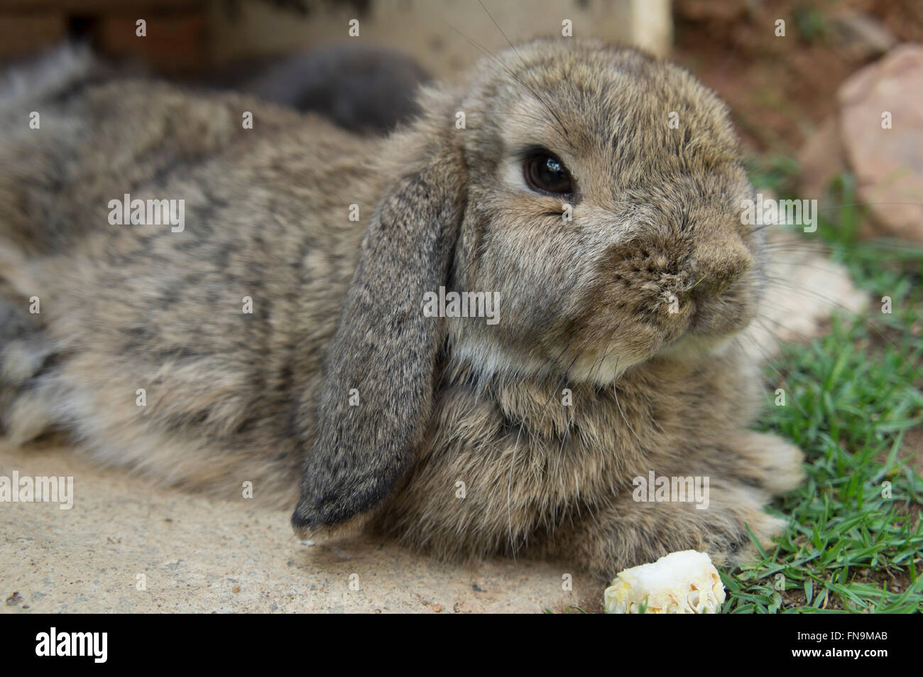 rabbit lay down on ground Stock Photo - Alamy