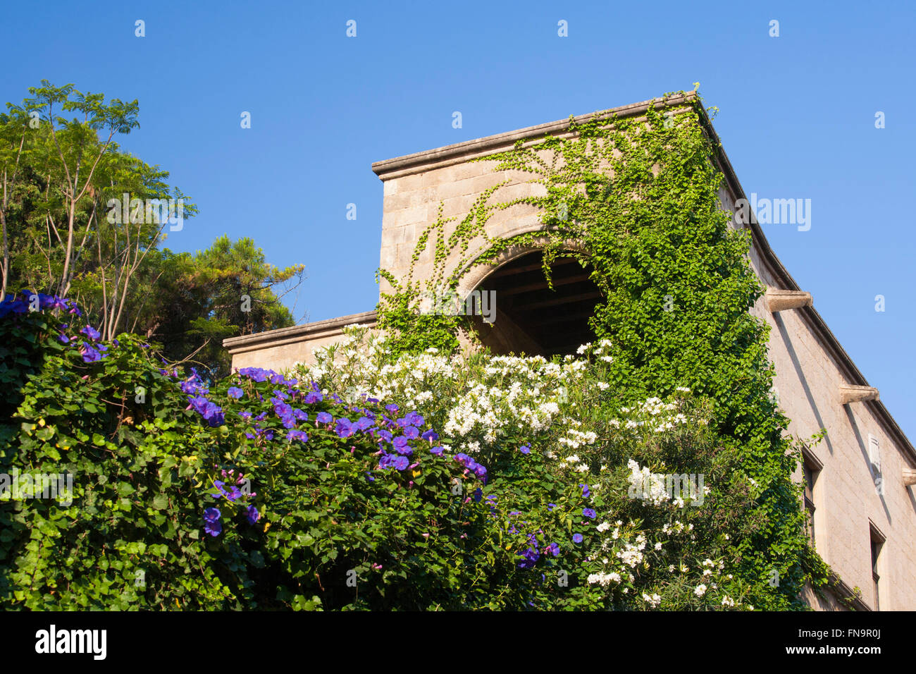 Rhodes Town, Rhodes, South Aegean, Greece. Flowers of morning glory ...