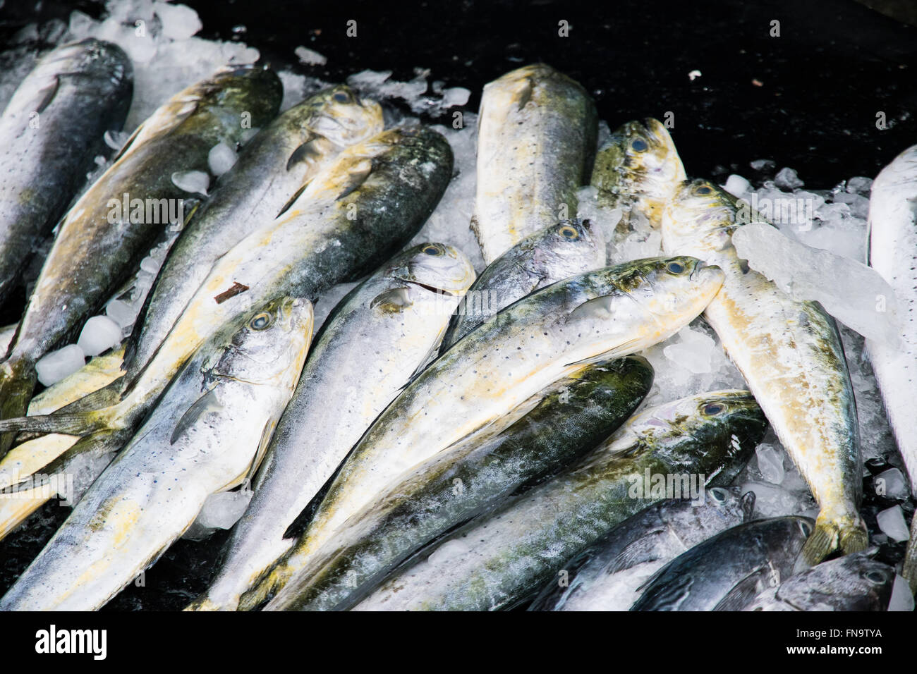 Fish Sold at Suao Harbour in Yilan, Taiwan Stock Photo - Alamy