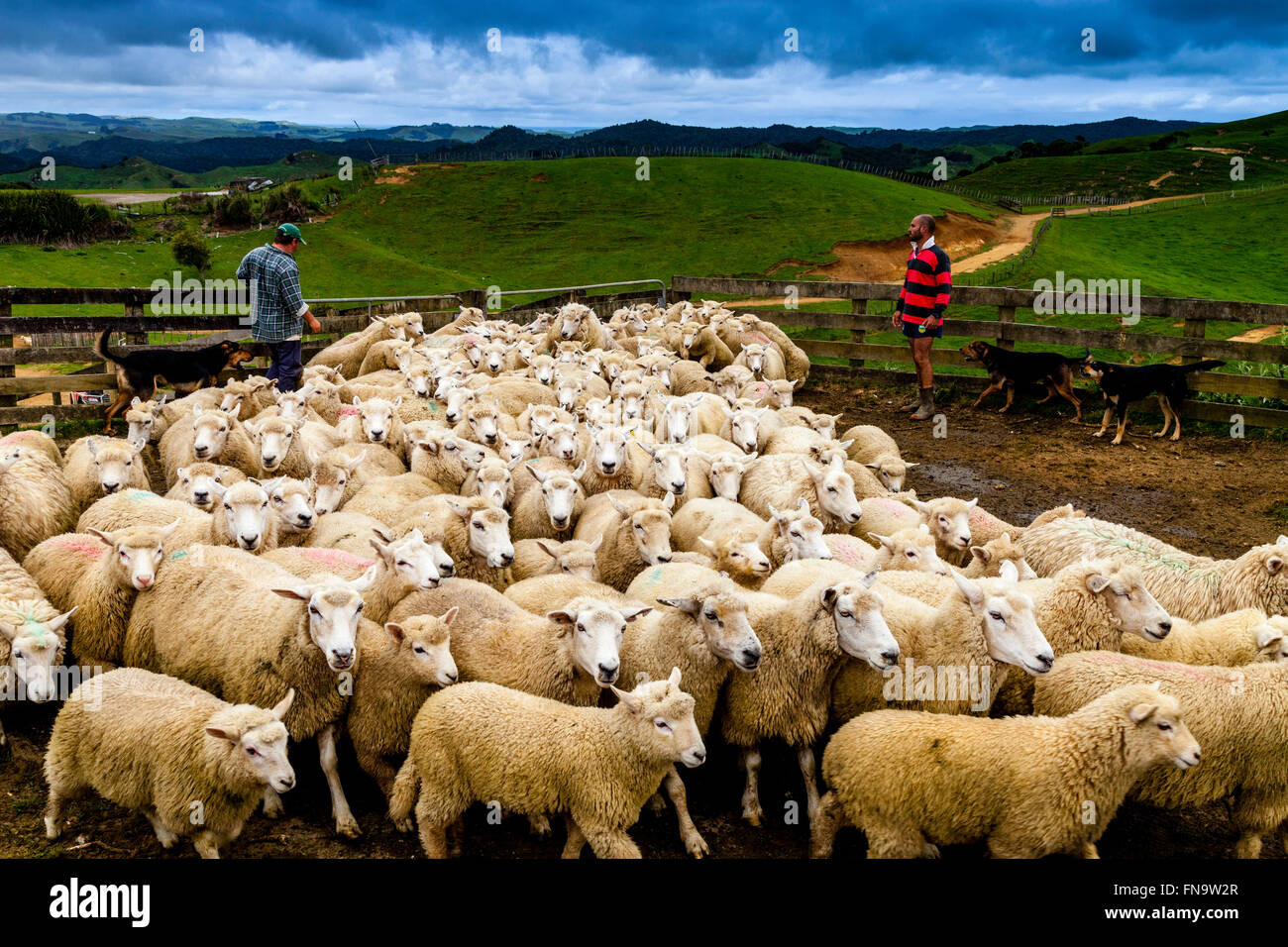 Sheep In A Sheep Pen Waiting To Be Sheared Sheep Farm Pukekohe New sheep-in-a-sheep-pen-waiting-to-be-sheared-sheep-farm-pukekohe-new