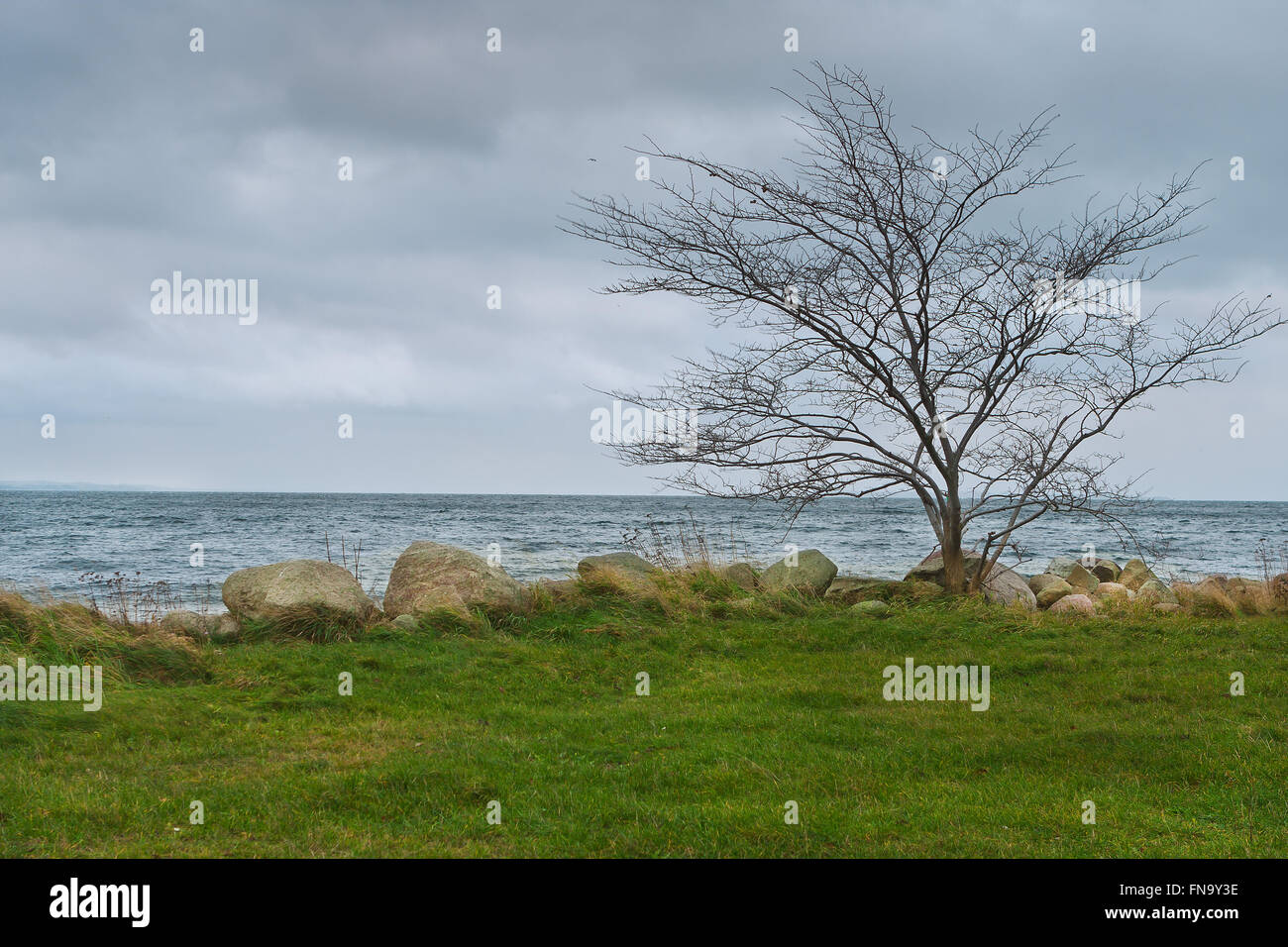 Lonely Leafless Tree at Seashore in Windy Weather Stock Photo - Alamy