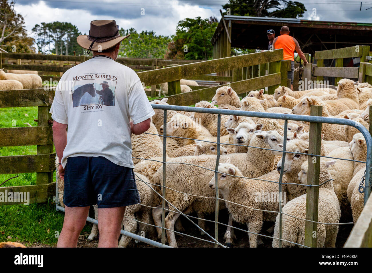 Sheep Are Moved Into A Sheep Pen In Readiness To Be Sold, Sheep Farm ...