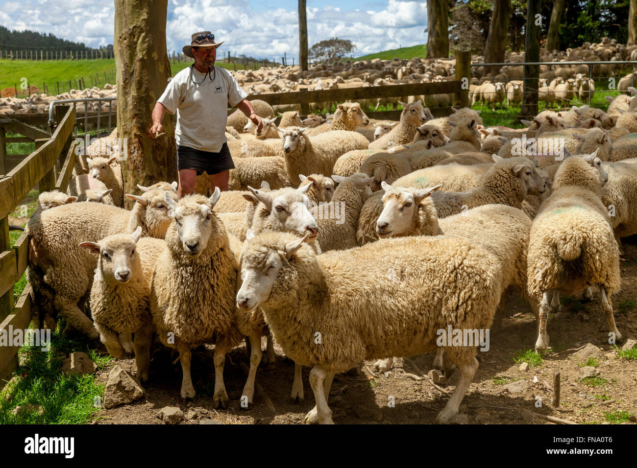 Sheep Are Moved Into A Sheep Pen In Readiness To Be Sold, Sheep Farm ...