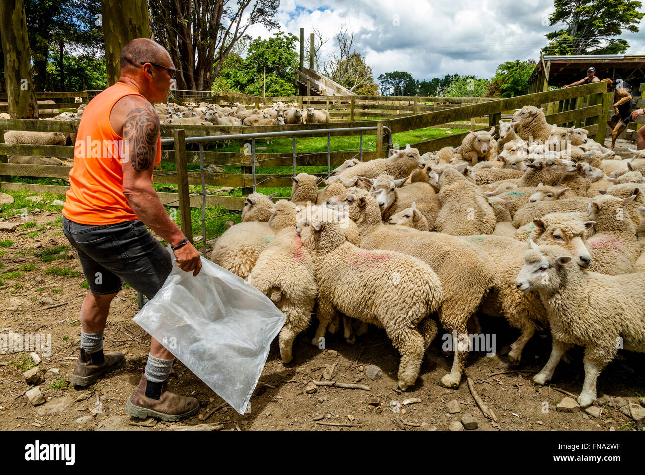 Sheep Are Moved Into A Sheep Pen In Readiness To Be Sold, Sheep Farm ...