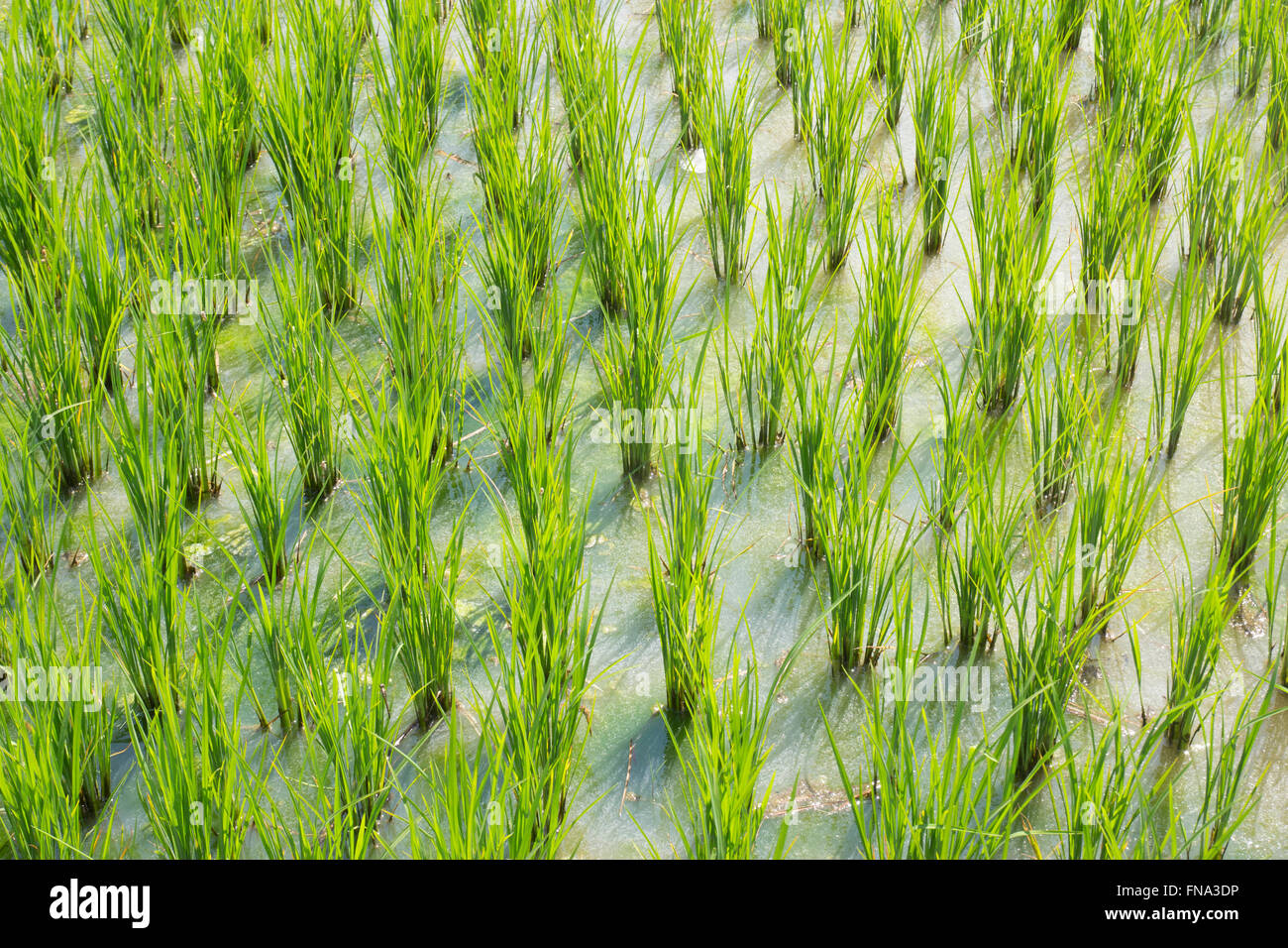 Green Rice Field Stock Photo - Alamy