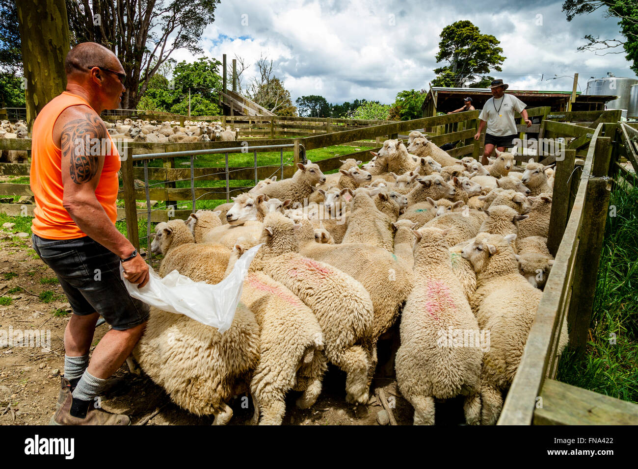 Sheep Are Moved Into A Sheep Pen In Readiness To Be Sold, Sheep Farm ...