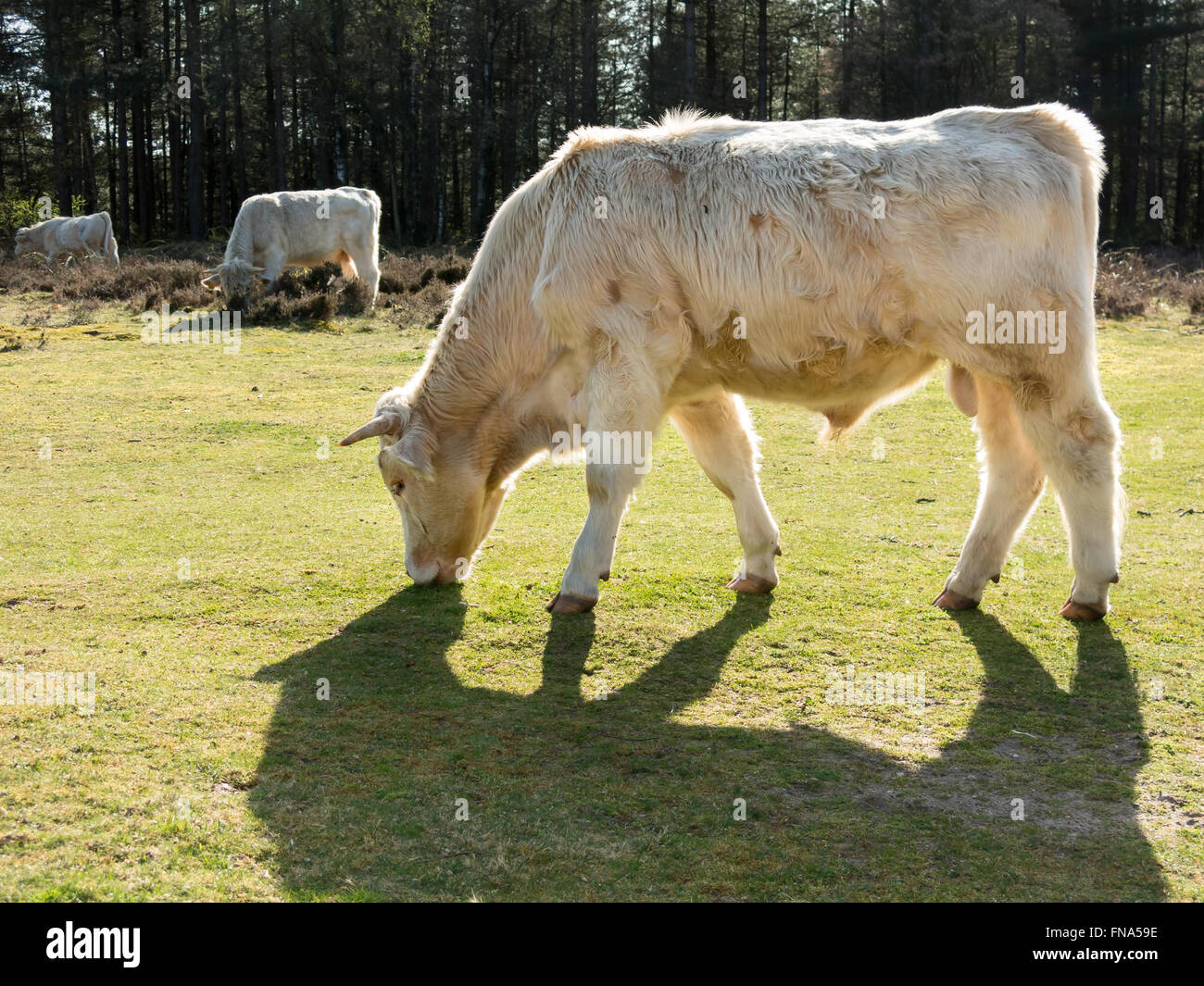 Charolais cows hi-res stock photography and images - Alamy