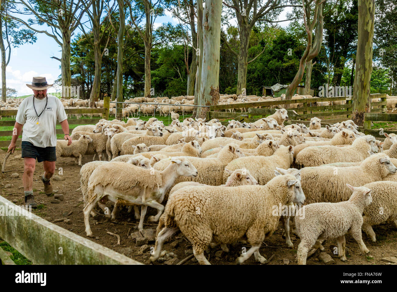 Sheep Are Moved Into A Sheep Pen In Readiness To Be Sold, Sheep Farm ...