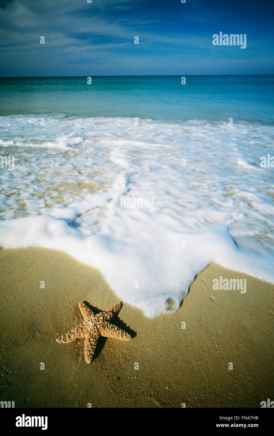 Star fish on tropical beach in phuket hi-res stock photography and ...