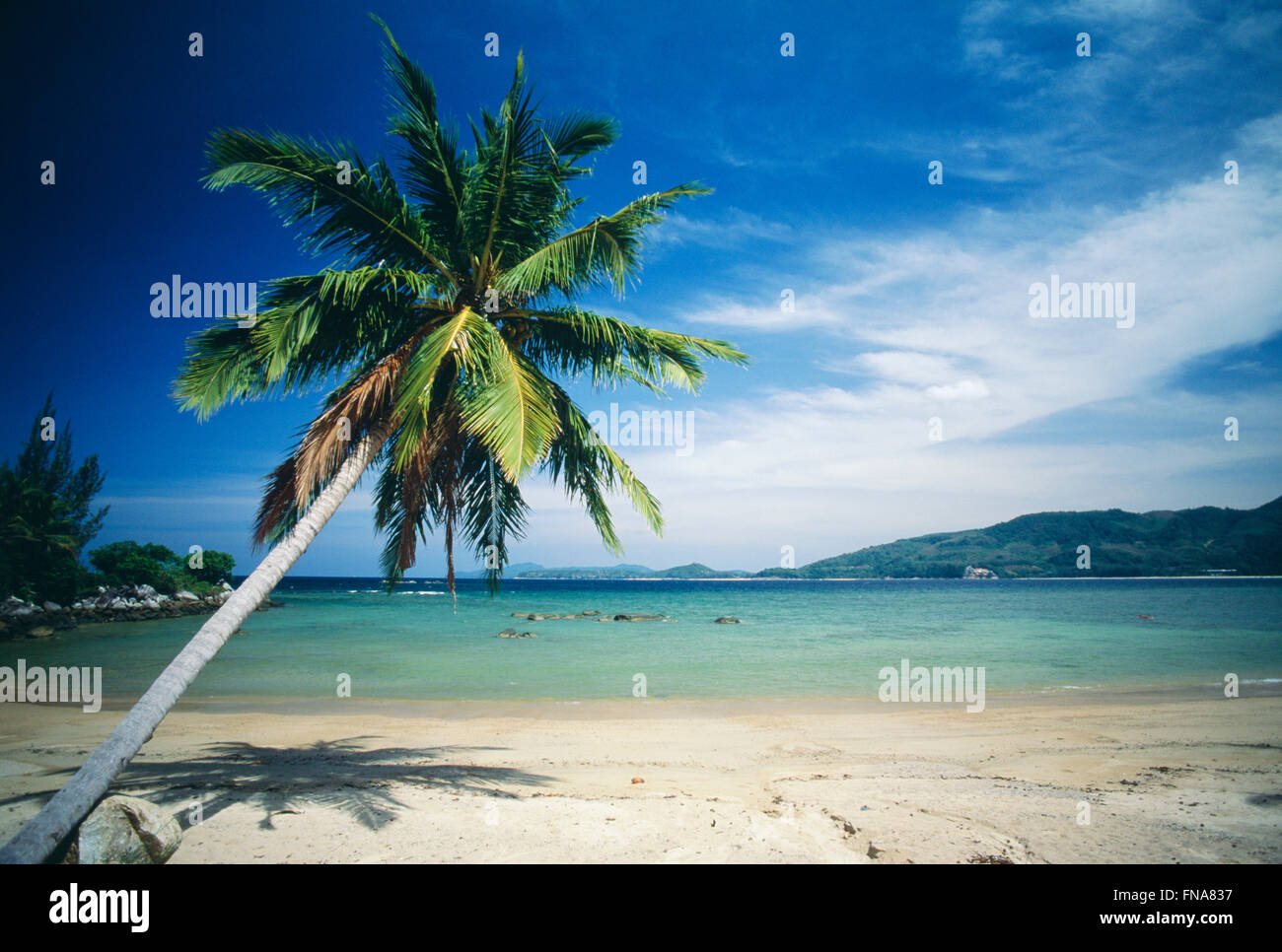 Palm Tree On a Tropical Beach In Phuket, Thailand Stock Photo - Alamy