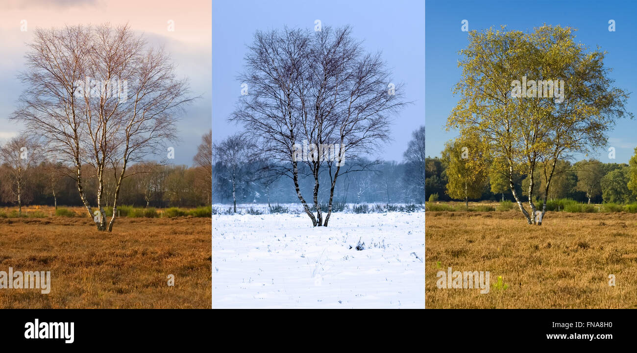 Single birch tree in three seasons: autumn, winter and late spring ...