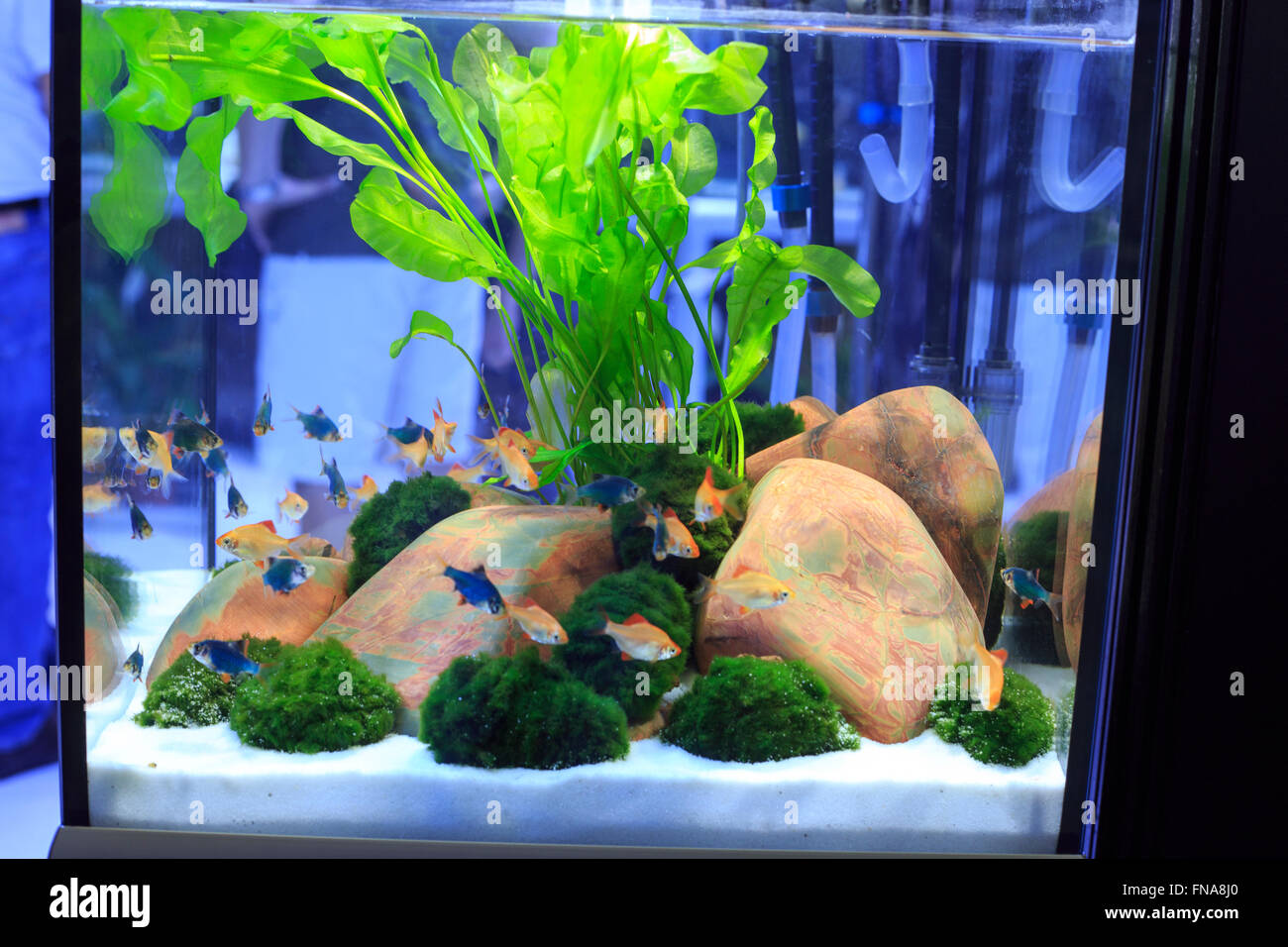Planted Freshwater Aquarium Stock Photo - Alamy