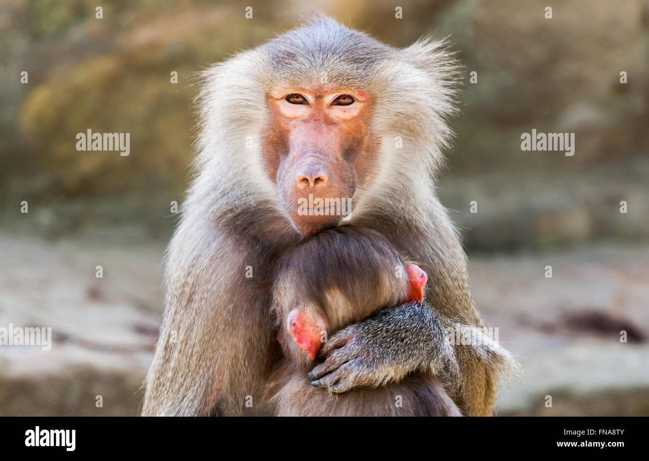 ape mother with her child in arms Stock Photo - Alamy