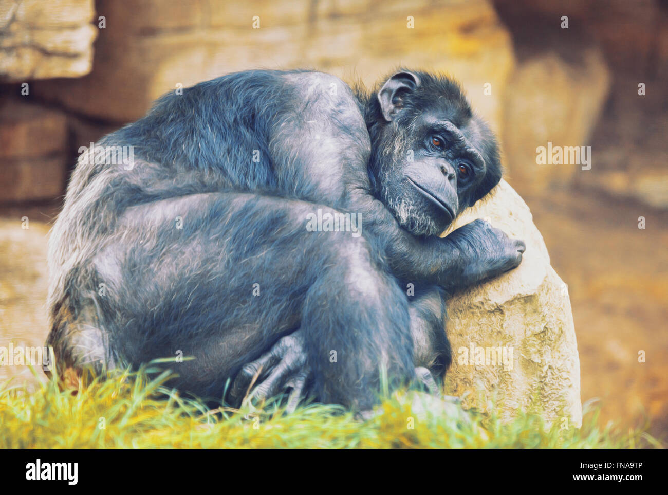 Ape with human child hi-res stock photography and images - Alamy