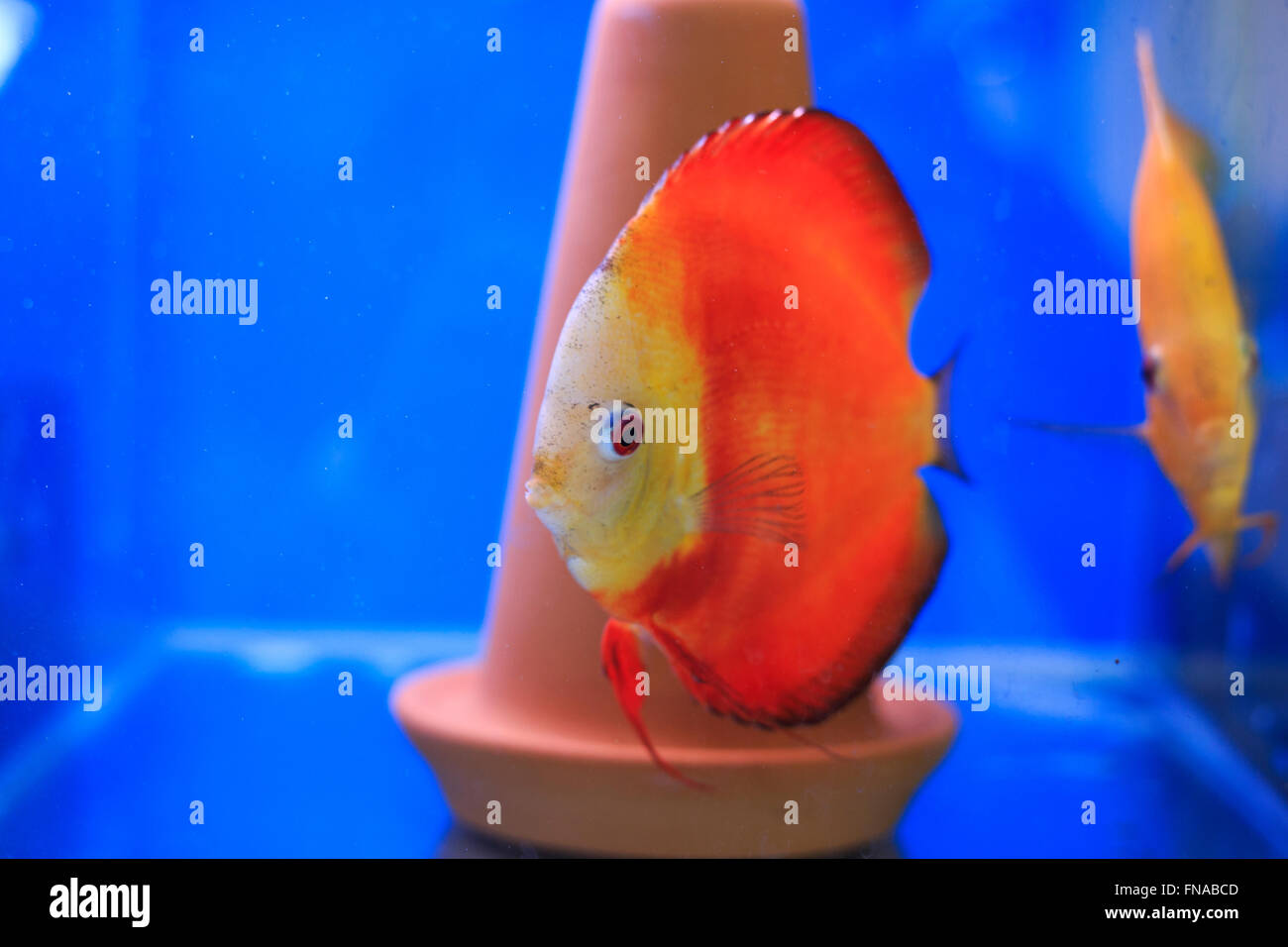 Red discus in tank Stock Photo - Alamy