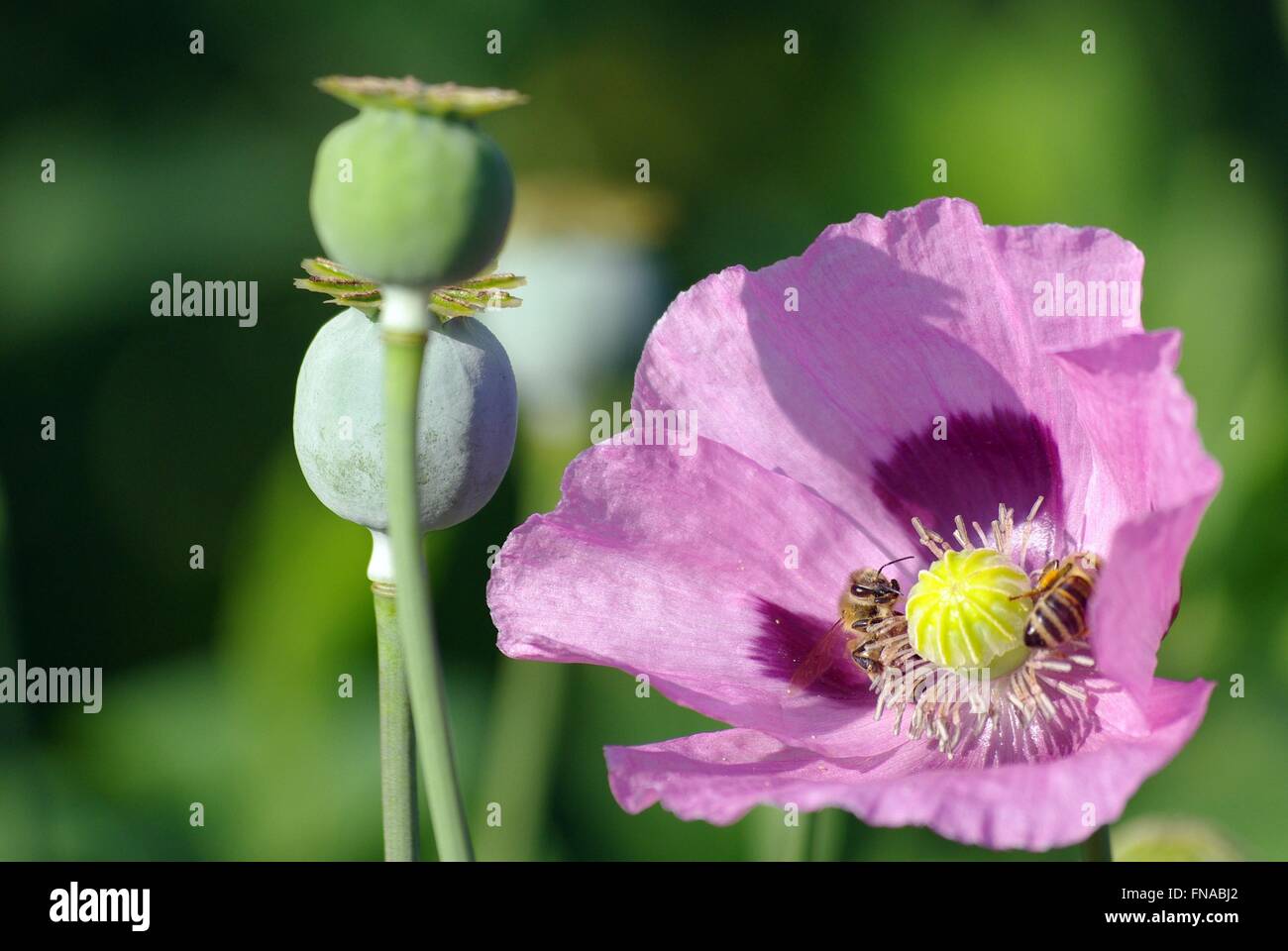 Anzac poster hi-res stock photography and images - Alamy