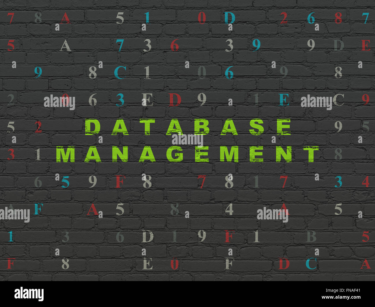 Software concept: Painted green text Database Management on Black Brick ...