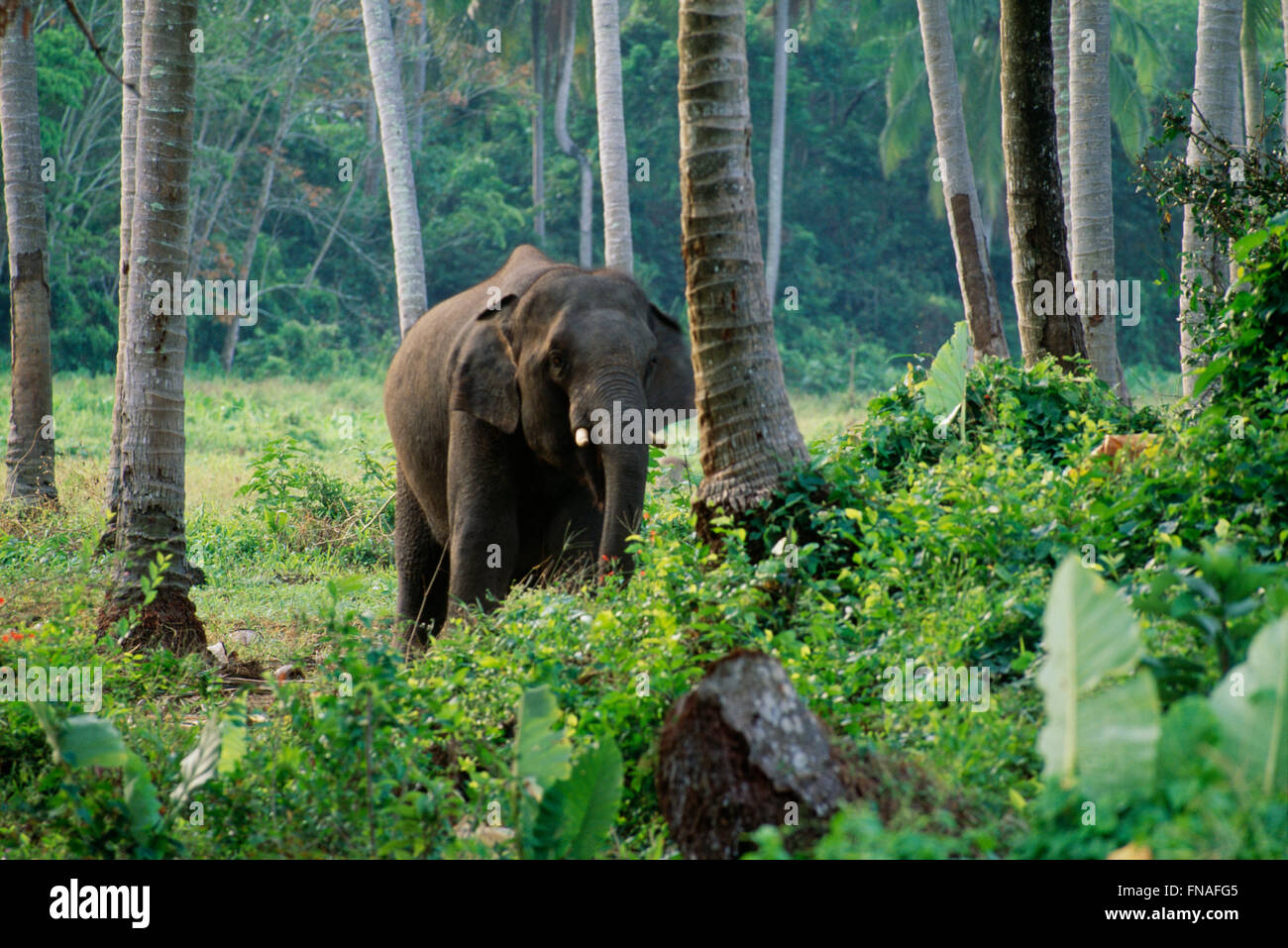 South-East Asian Elephants In a Tropical Forest, Phuket, Thailand Stock ...