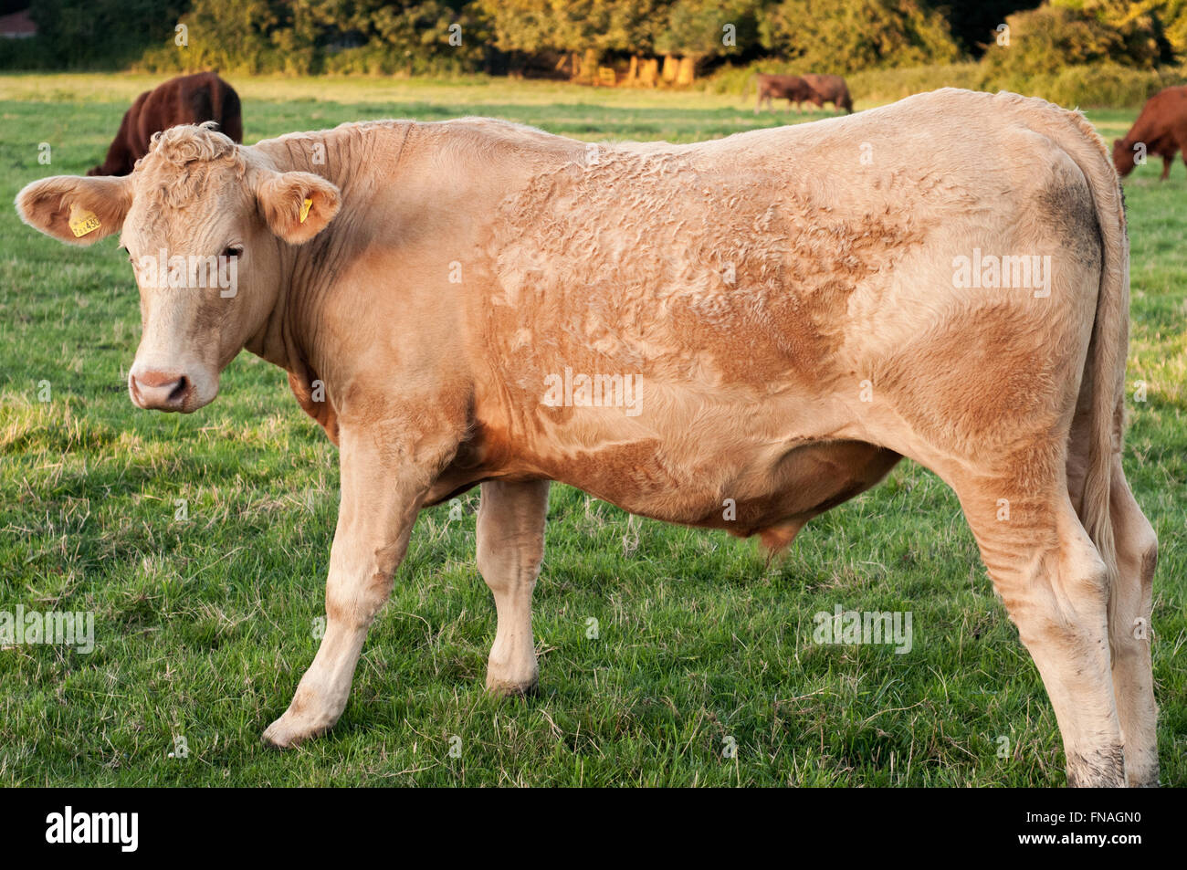 Tan coloured bull in the green grassy field village Holt, UK Stock ...