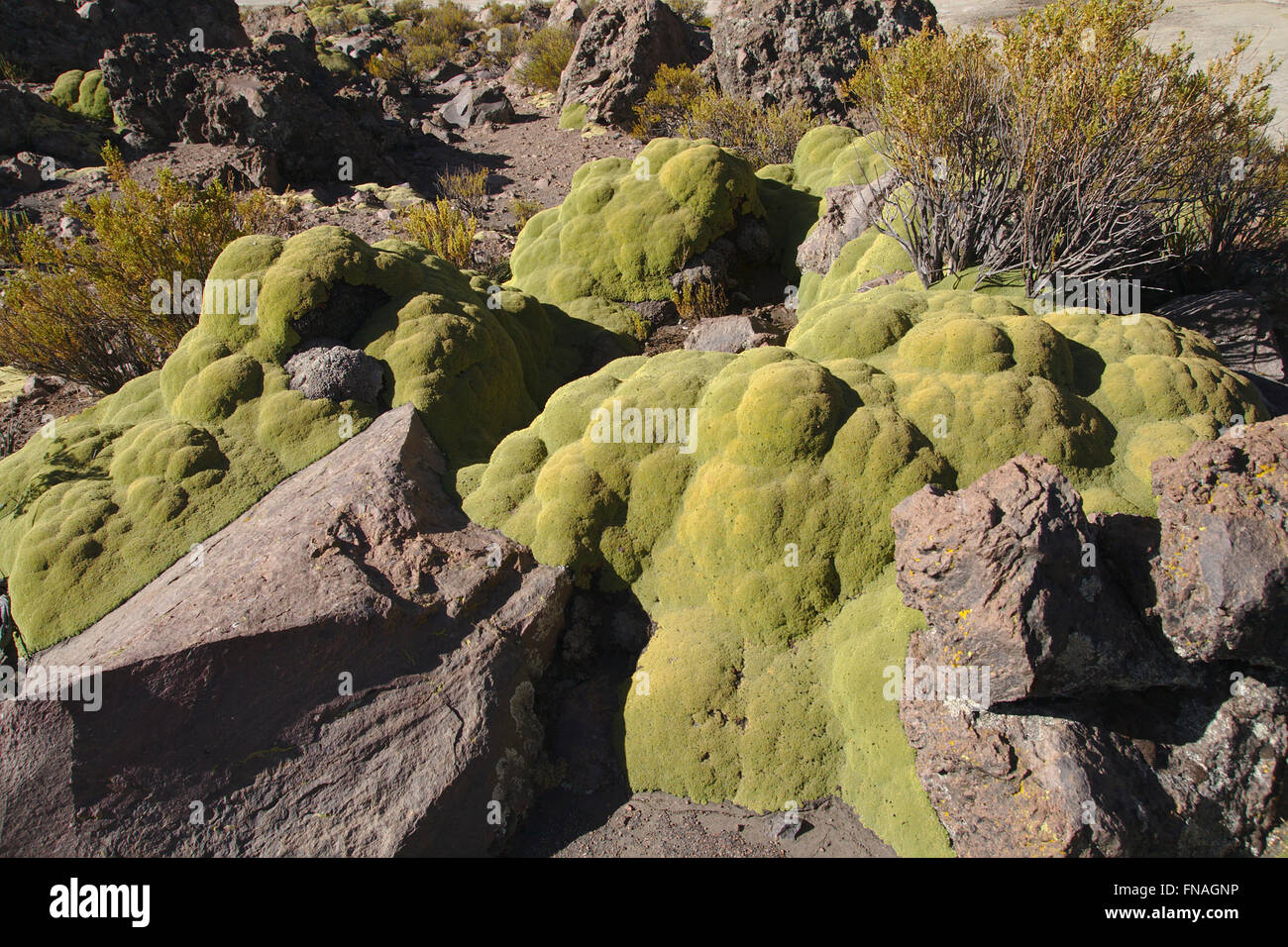 Azorelle hi-res stock photography and images - Alamy