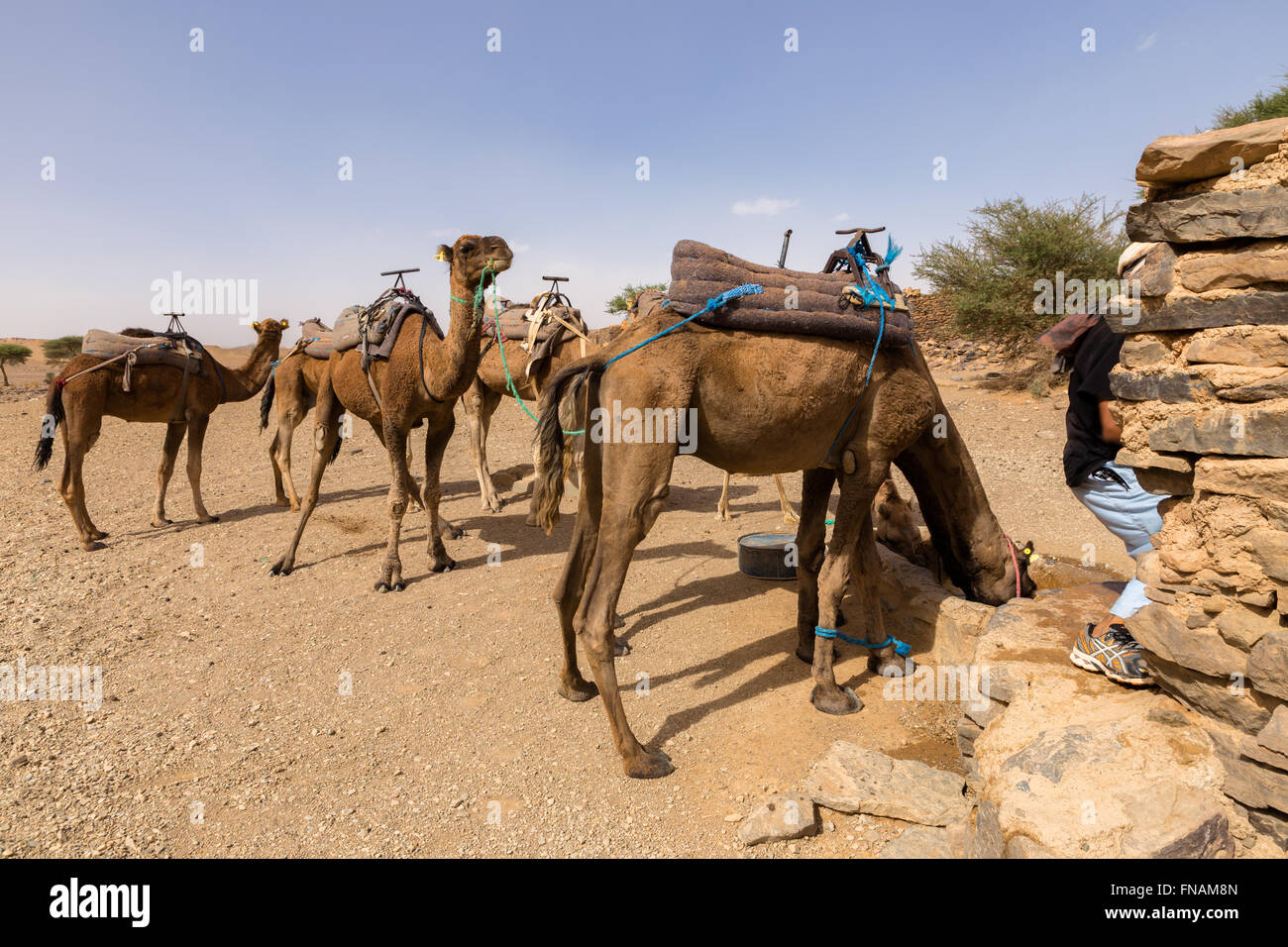 Water camel well hi-res stock photography and images - Alamy