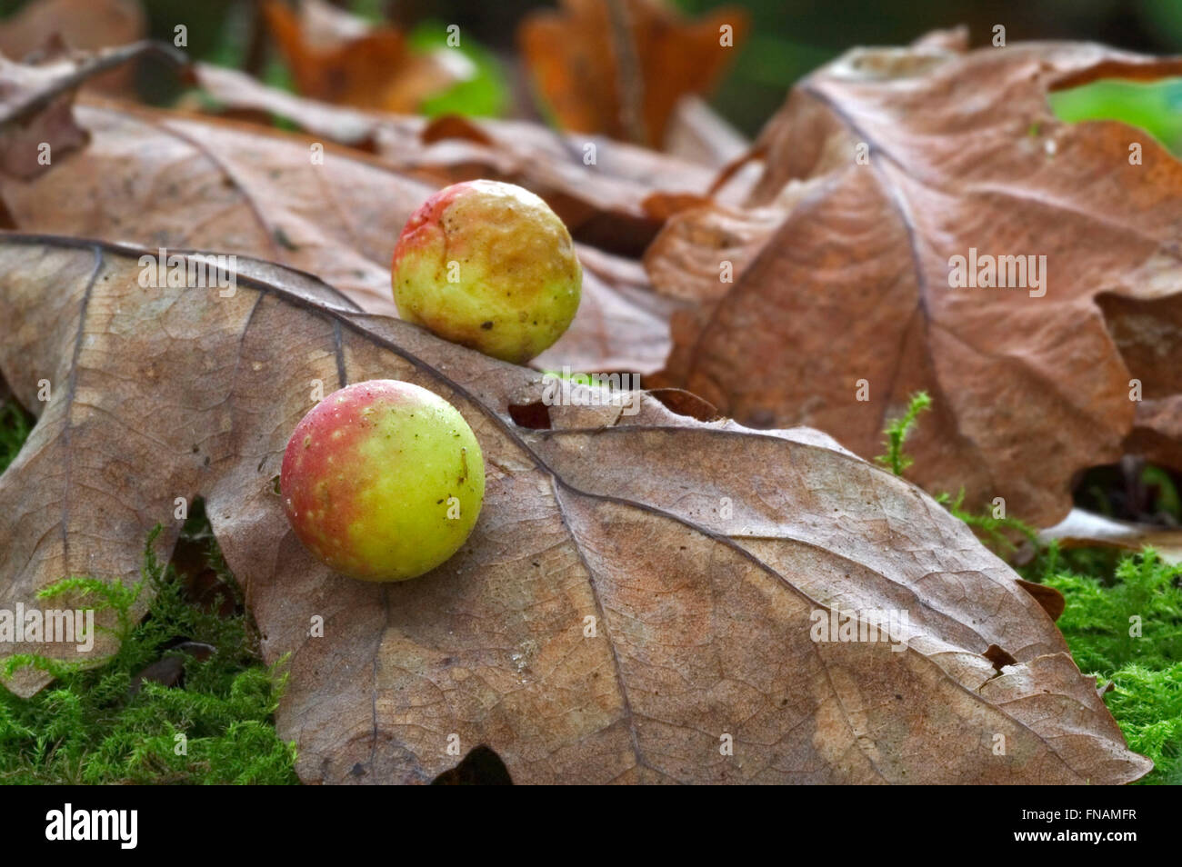 Cherry galls on English oak leaf (Quercus robur) caused by gall wasp ...